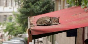 KEDI: The Film We All Need - Film Inquiry