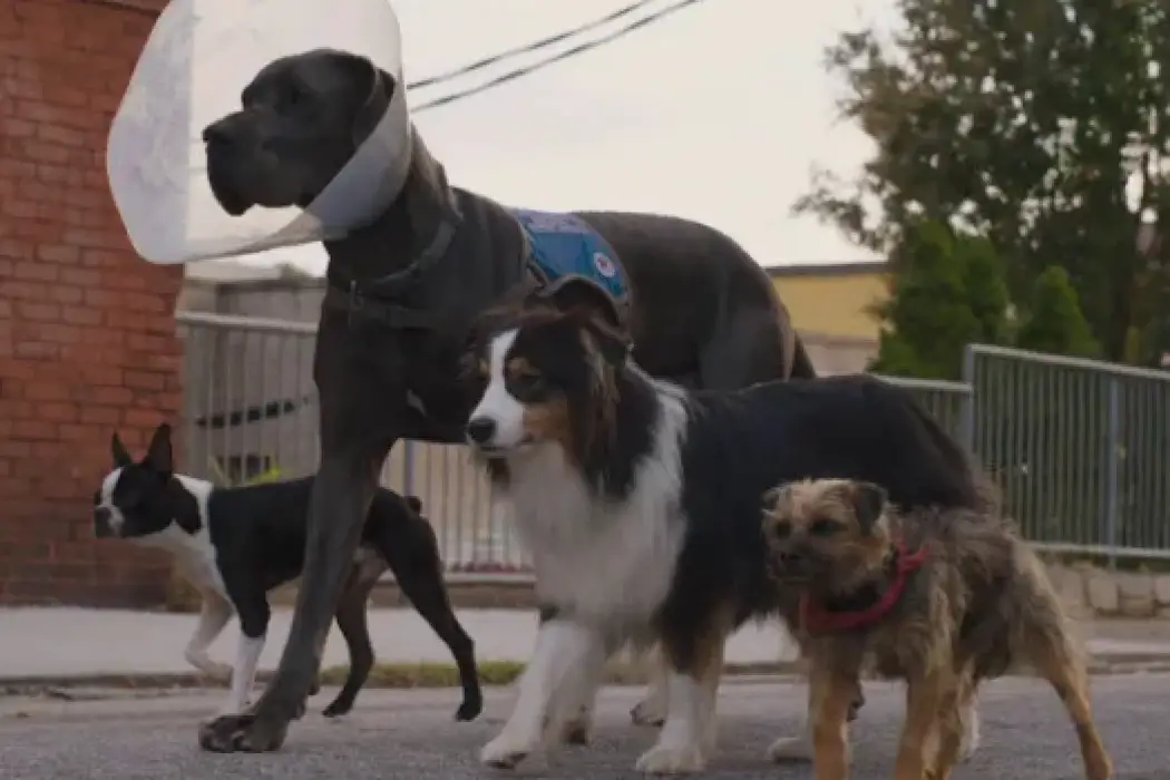 STRAYS Trailer - Film Inquiry